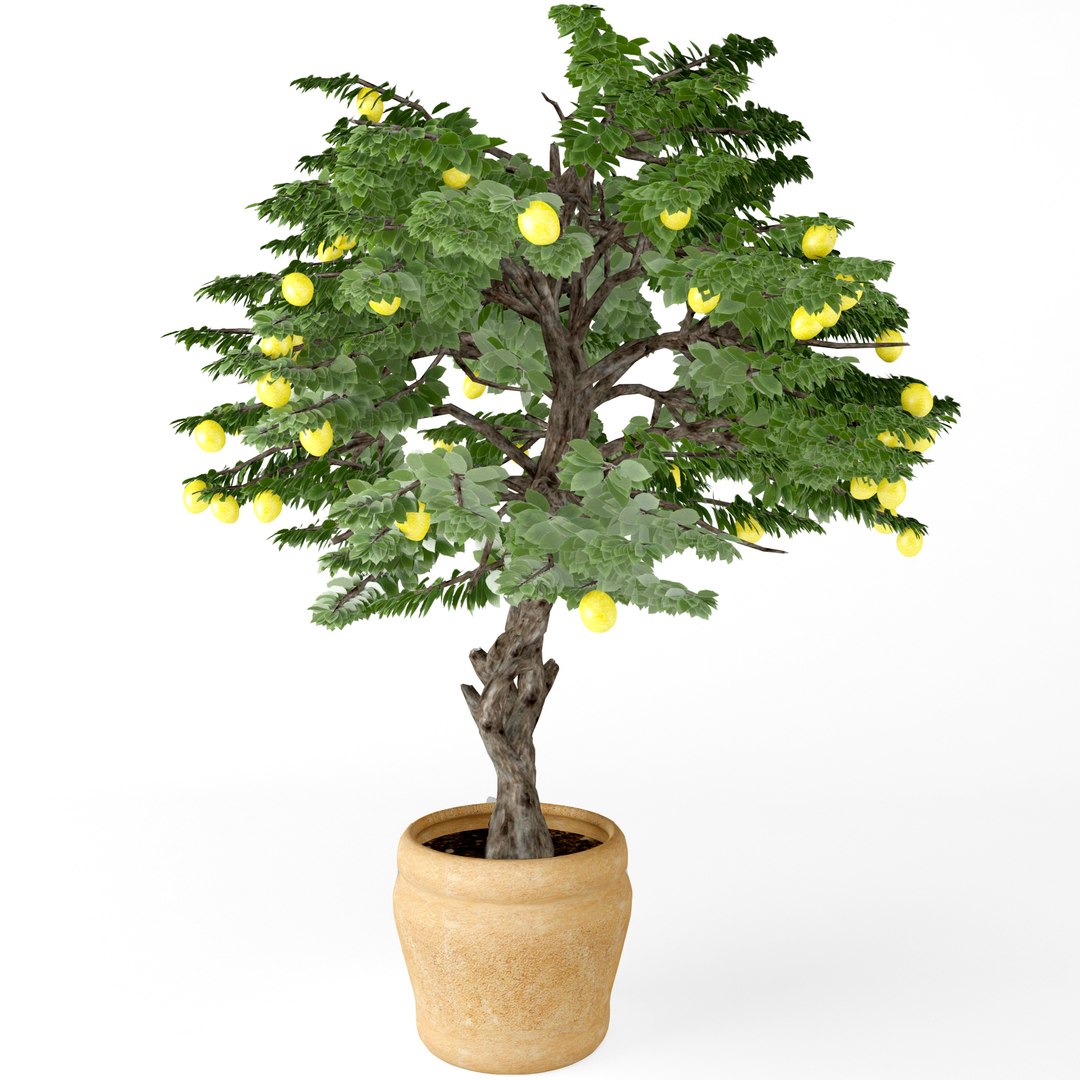 Lemon Tree 3d Max
