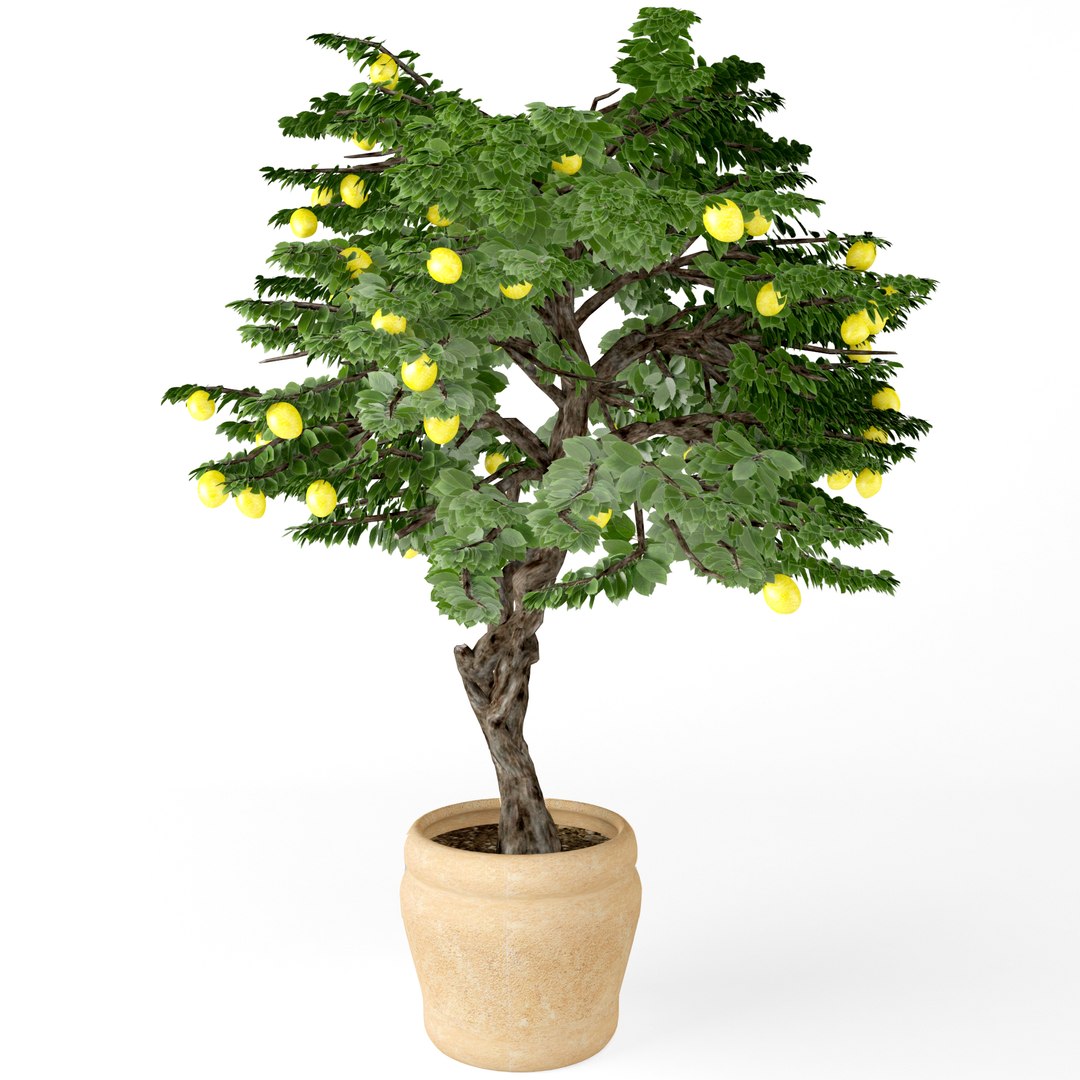 Lemon Tree 3d Max