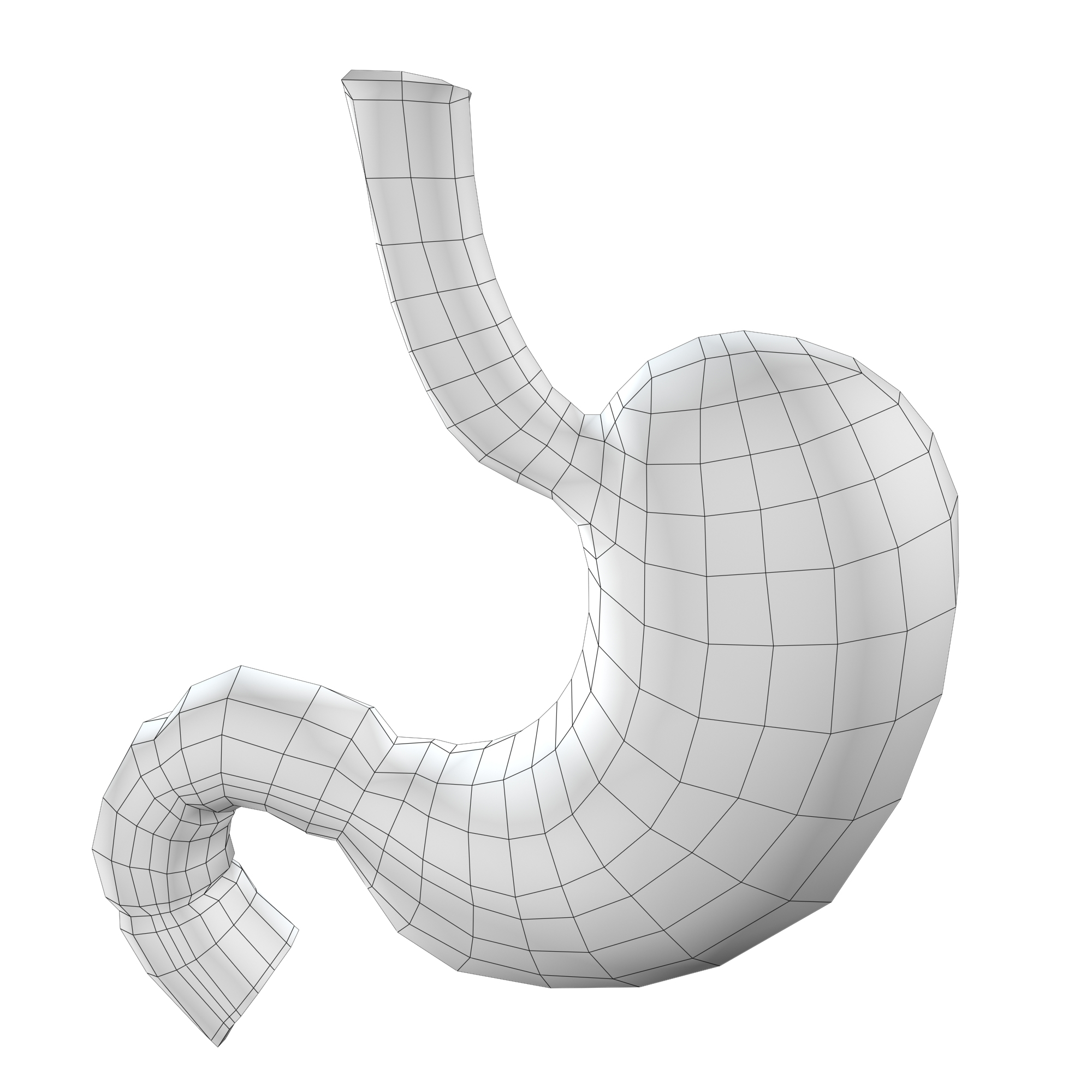 3d stomach anatomy
