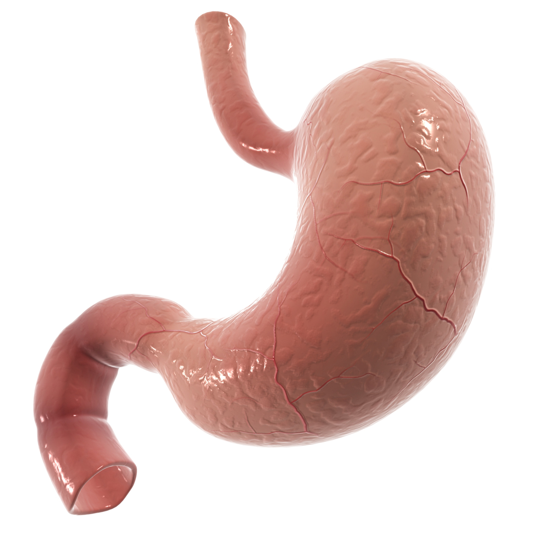 3d stomach anatomy