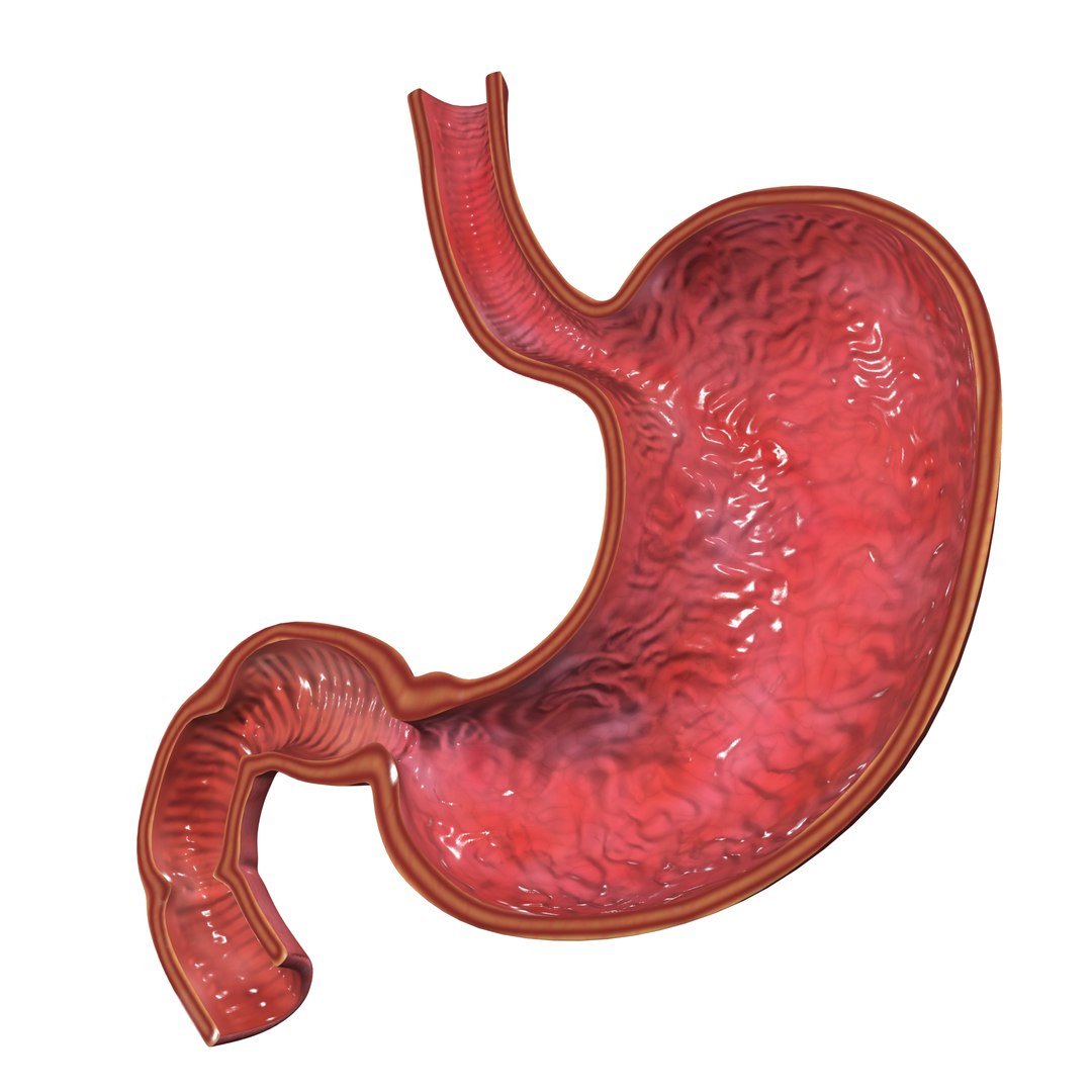 3d Stomach Anatomy