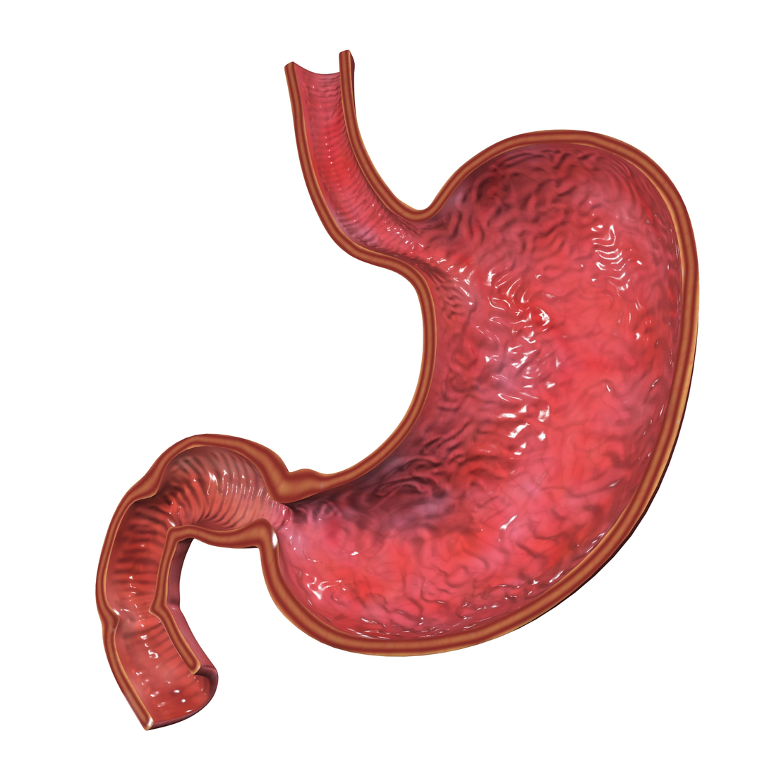 3d stomach anatomy