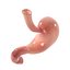 3d Stomach Anatomy