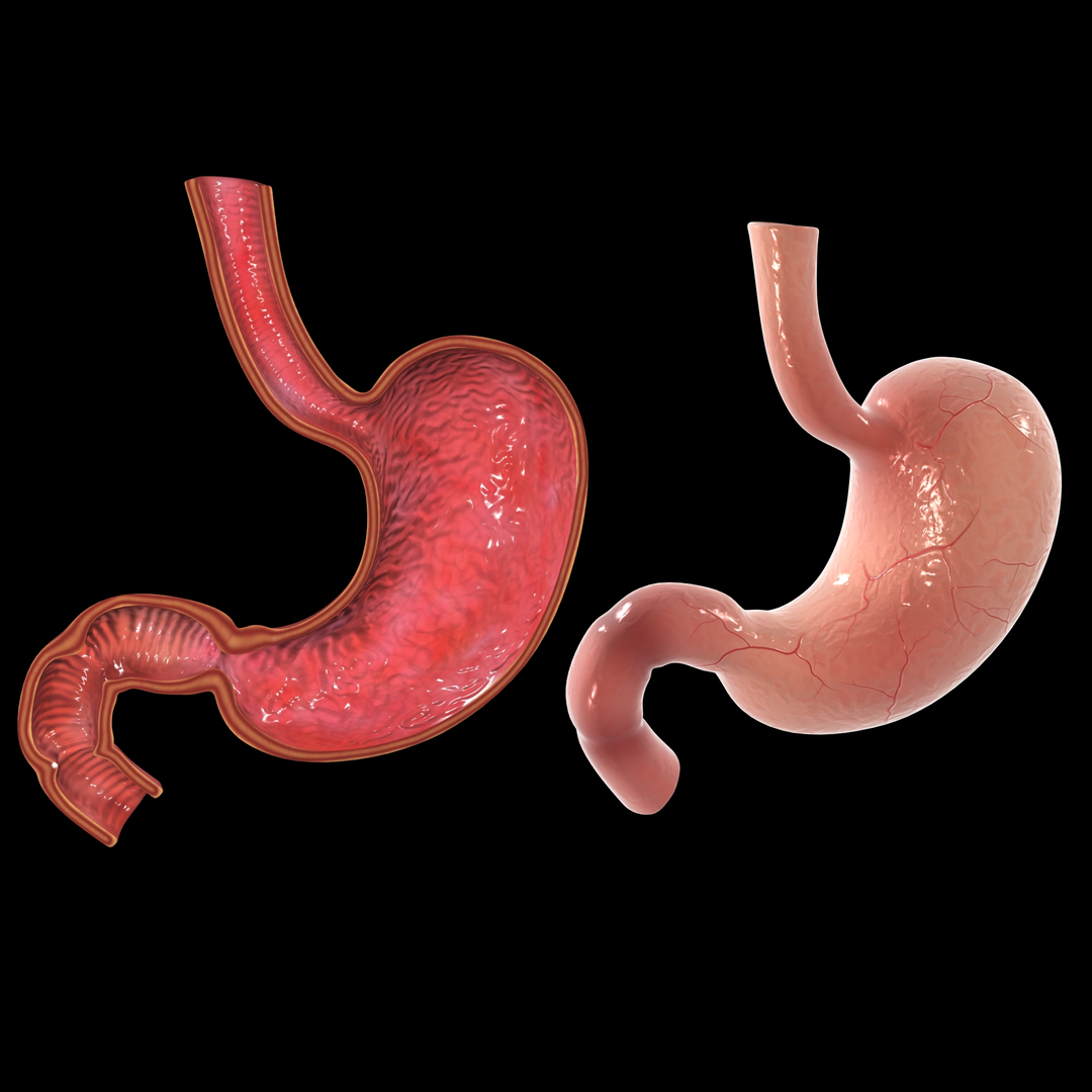 3d stomach anatomy