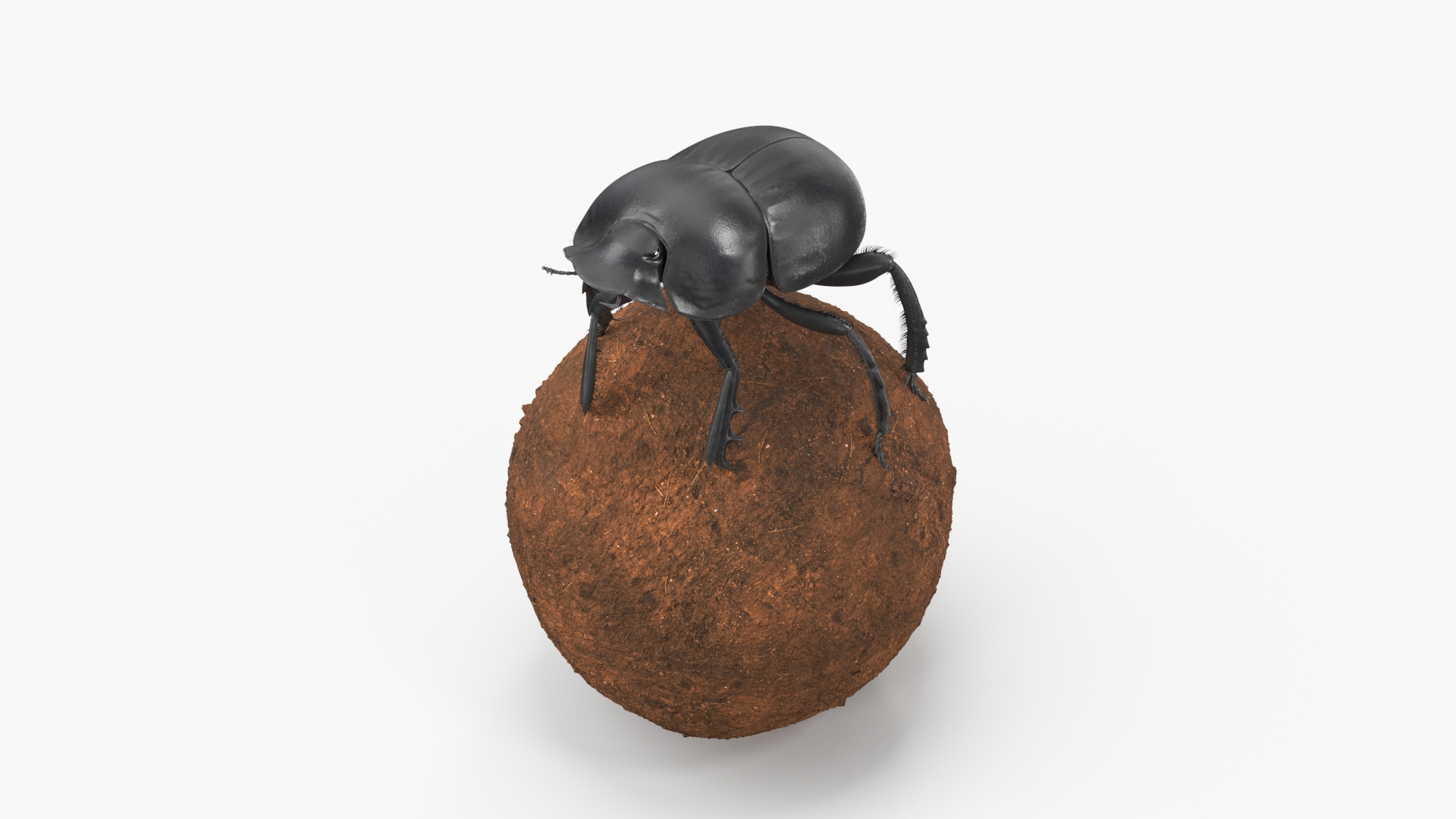 3D Soil Beetle On Sphere Fur - TurboSquid 2294237