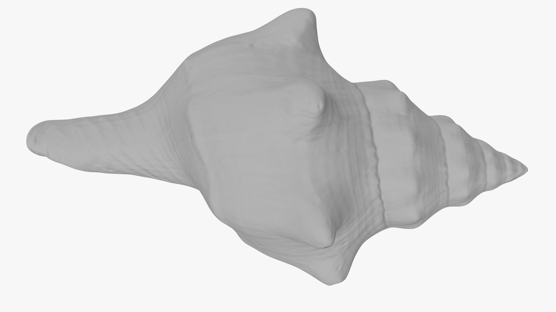 Small Sea Shell 3D - TurboSquid 2074656