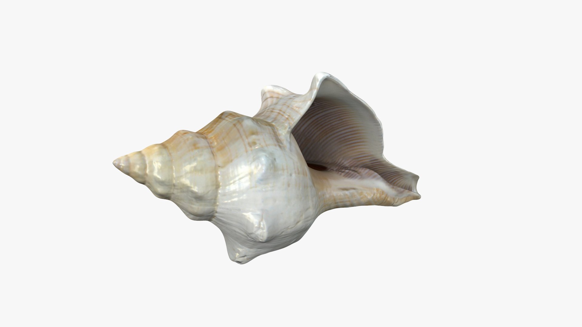 Small Sea Shell 3D - TurboSquid 2074656