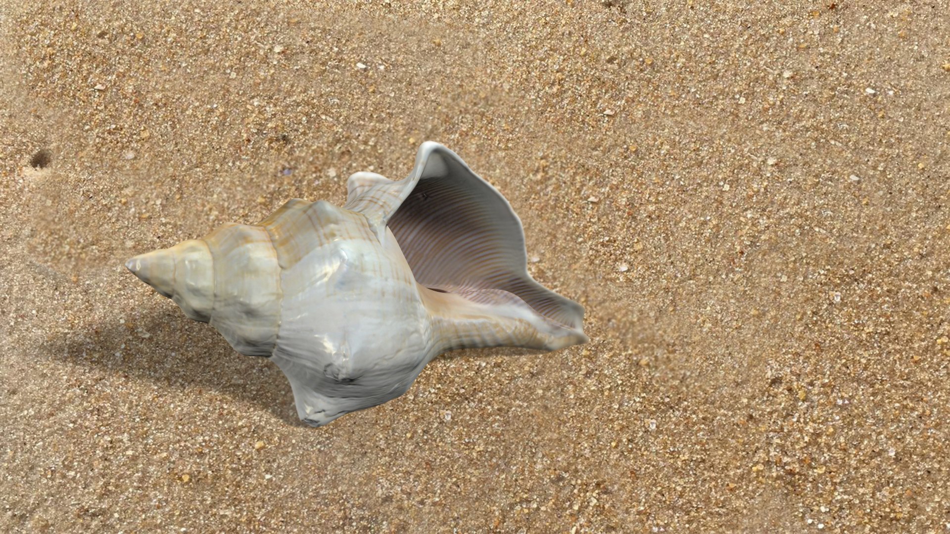 Small Sea Shell 3D - TurboSquid 2074656