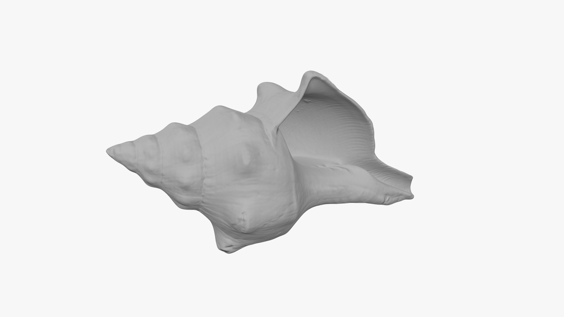 Small Sea Shell 3D - TurboSquid 2074656