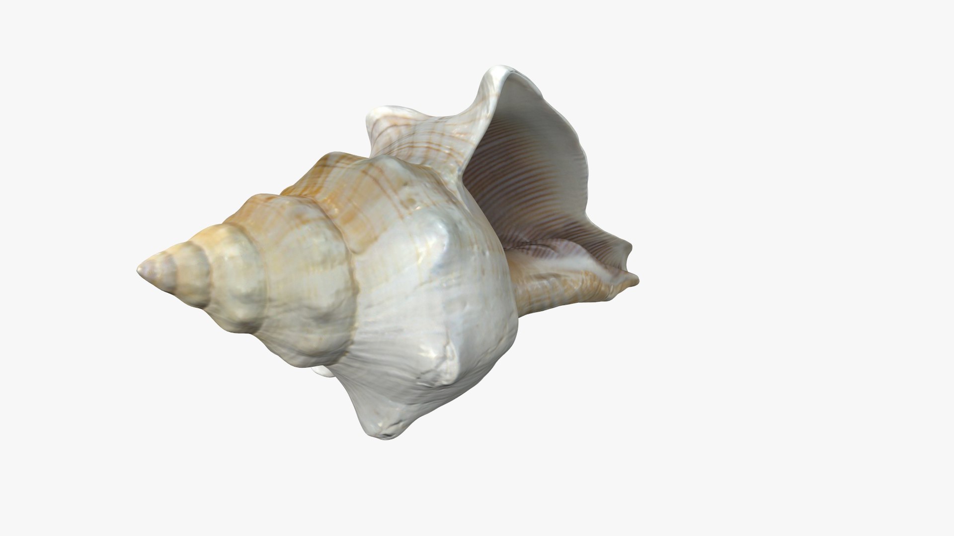Small Sea Shell 3D - TurboSquid 2074656