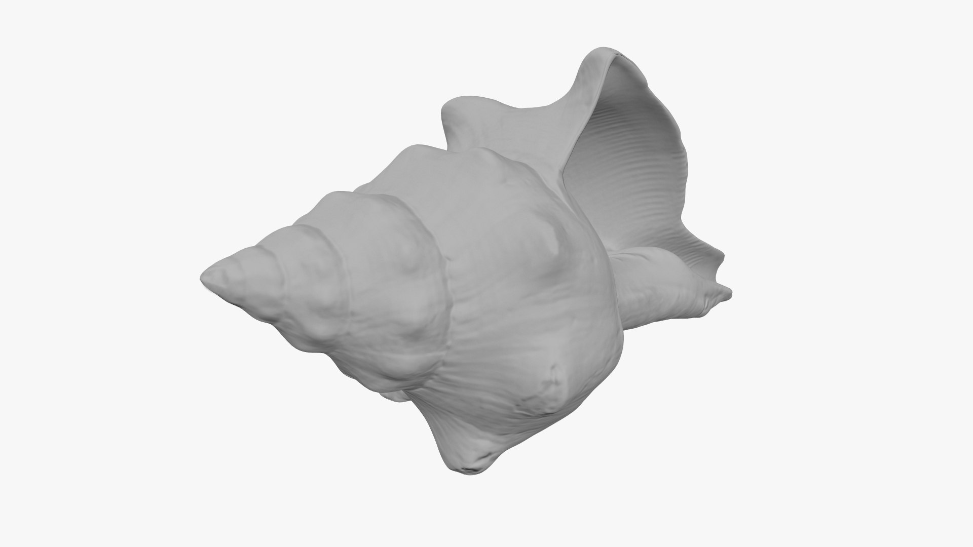 Small Sea Shell 3D - TurboSquid 2074656