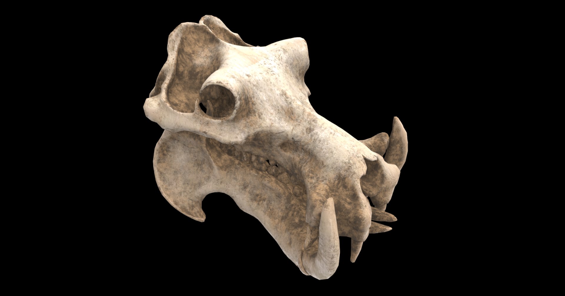 Hippopotamus Skull Model - TurboSquid 2279782