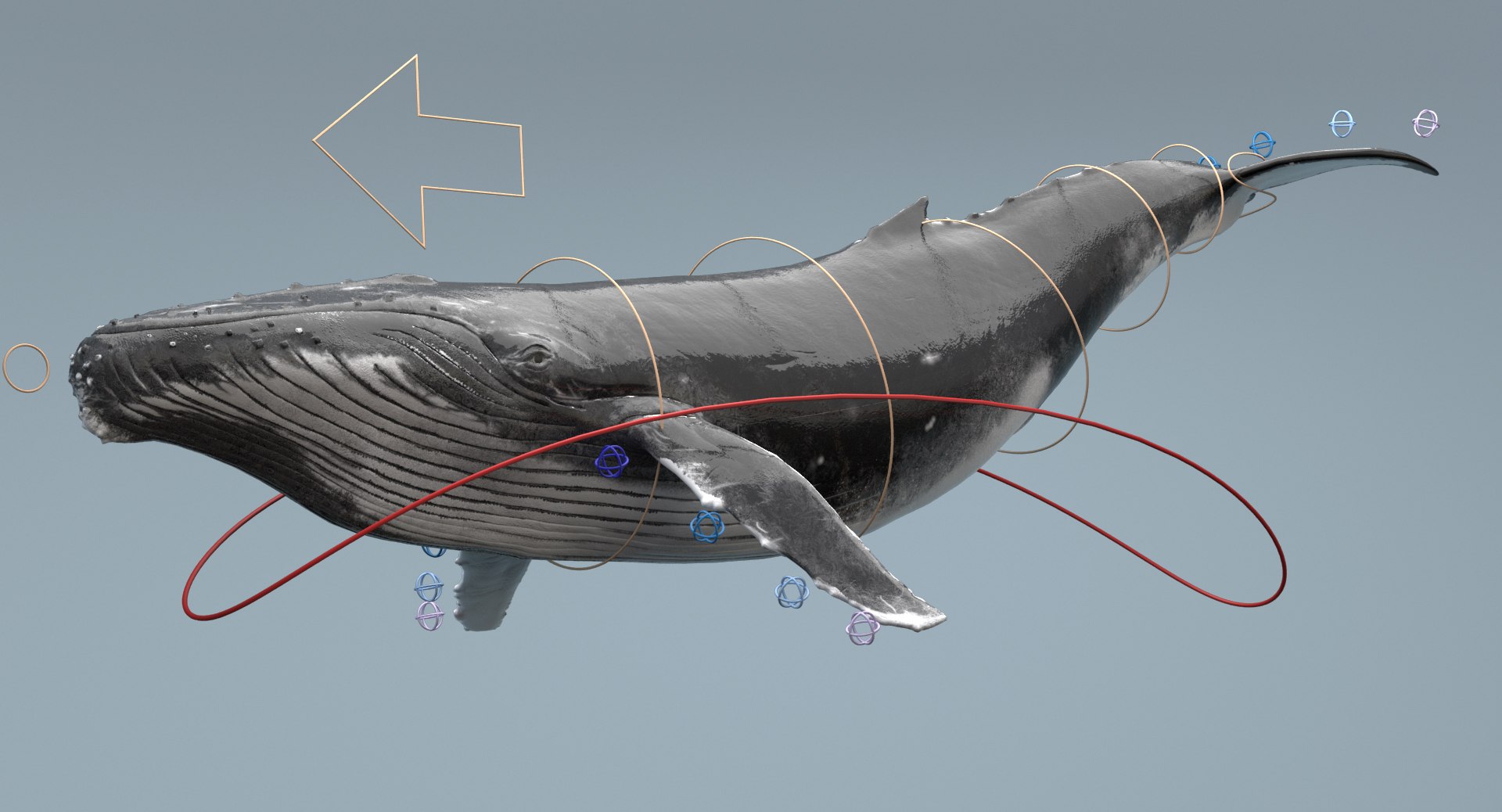 3D Whale Rigging Animation - TurboSquid 1199838