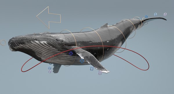 3D whale rigging animation - TurboSquid 1199838