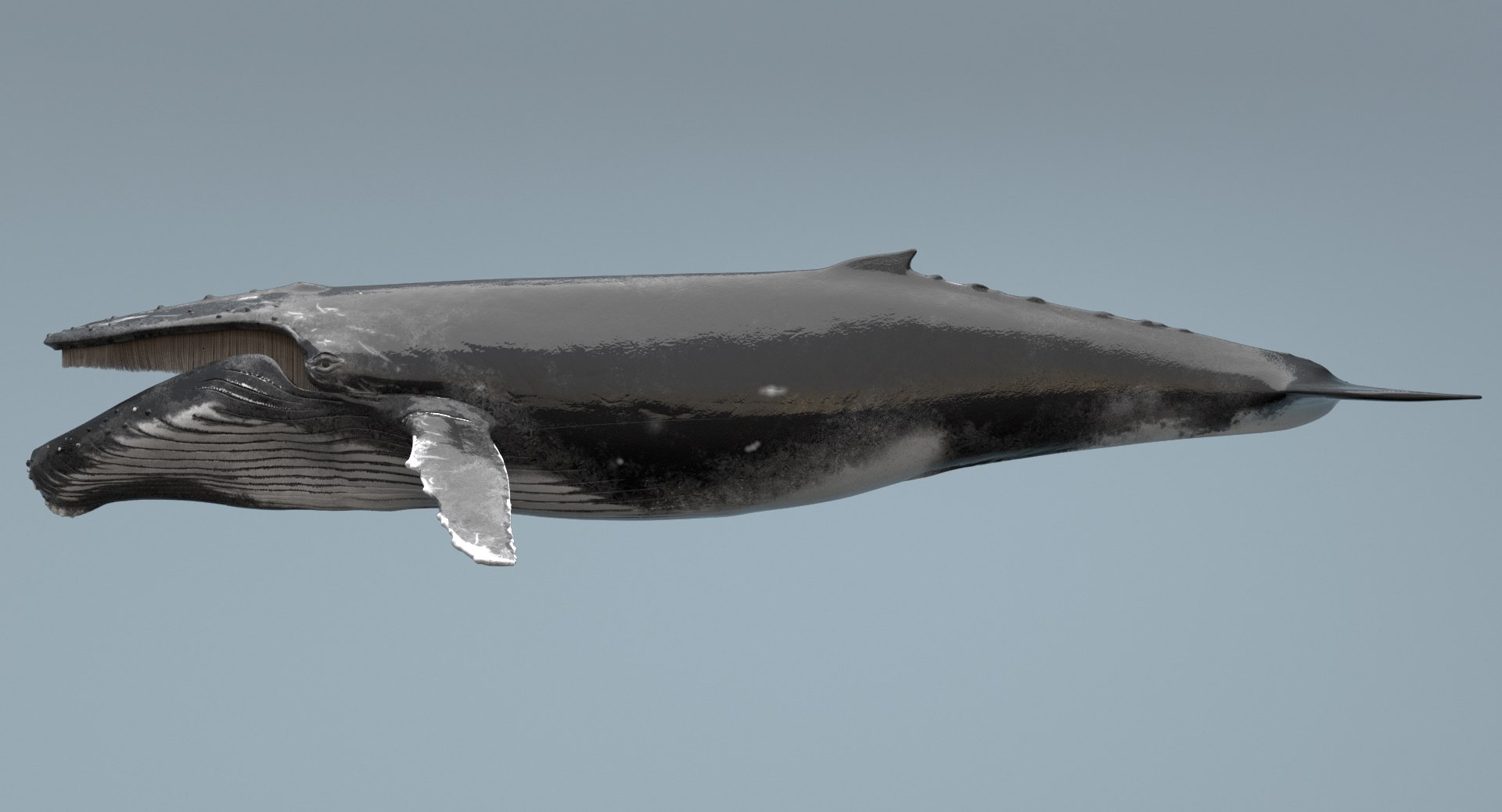 3D whale rigging animation - TurboSquid 1199838