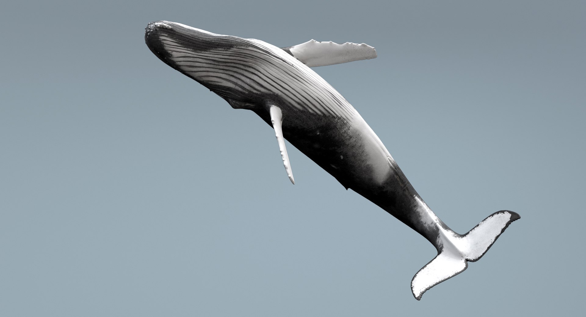 3D whale rigging animation - TurboSquid 1199838