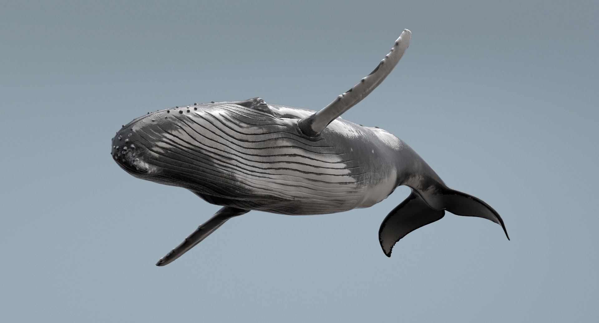 3D whale rigging animation - TurboSquid 1199838