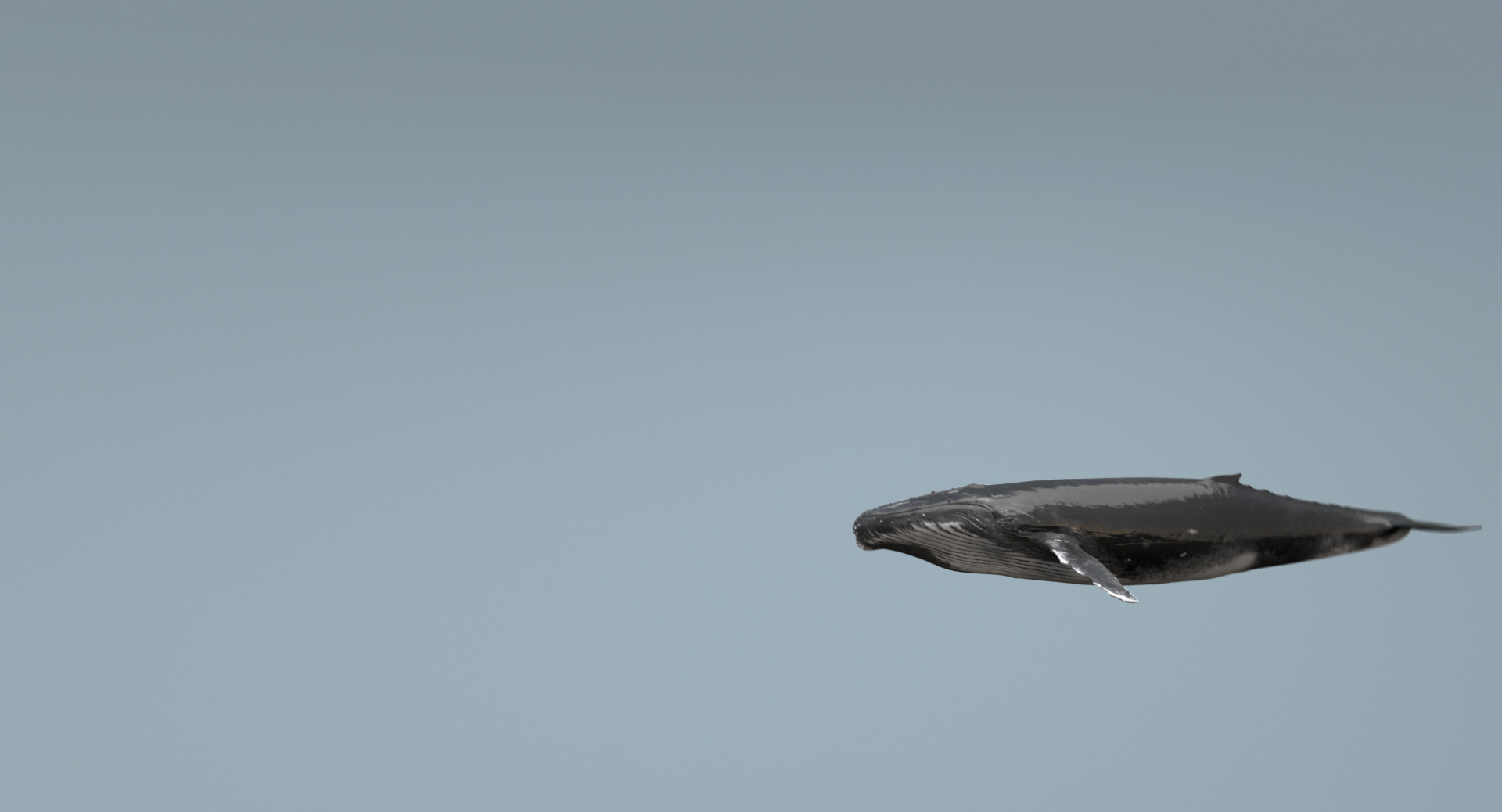 3D Whale Rigging Animation - TurboSquid 1199838