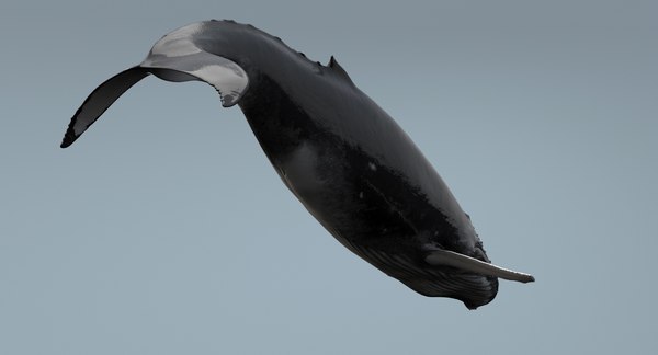 3D whale rigging animation - TurboSquid 1199838