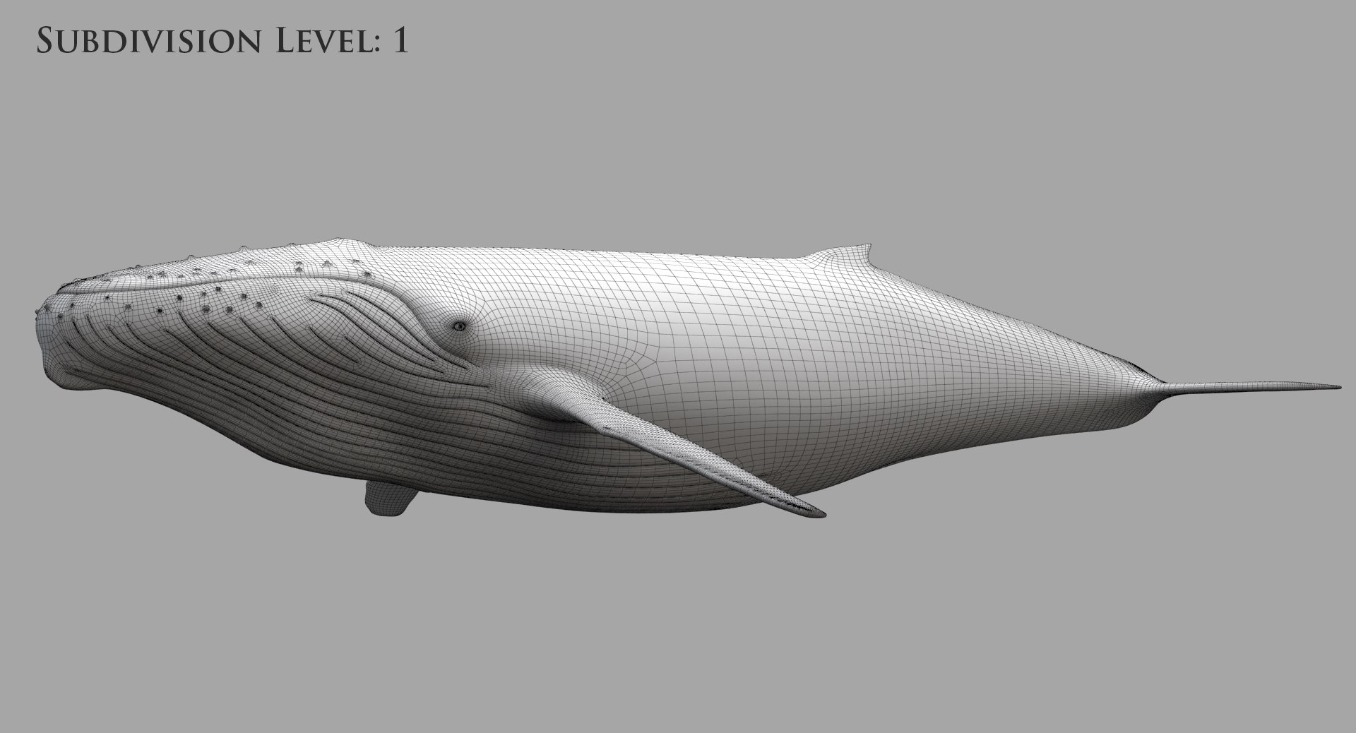 3D whale rigging animation - TurboSquid 1199838