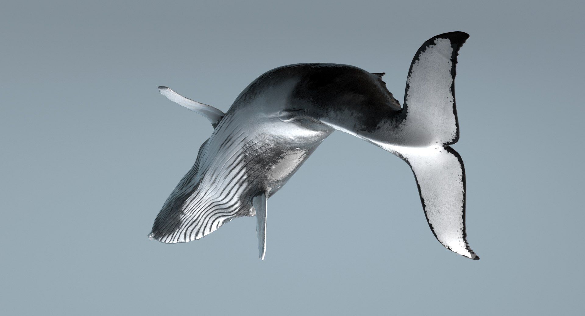 3D whale rigging animation - TurboSquid 1199838
