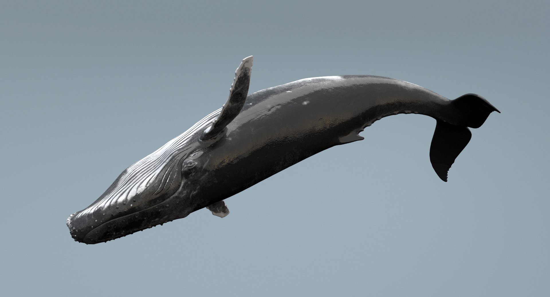 3D whale rigging animation - TurboSquid 1199838