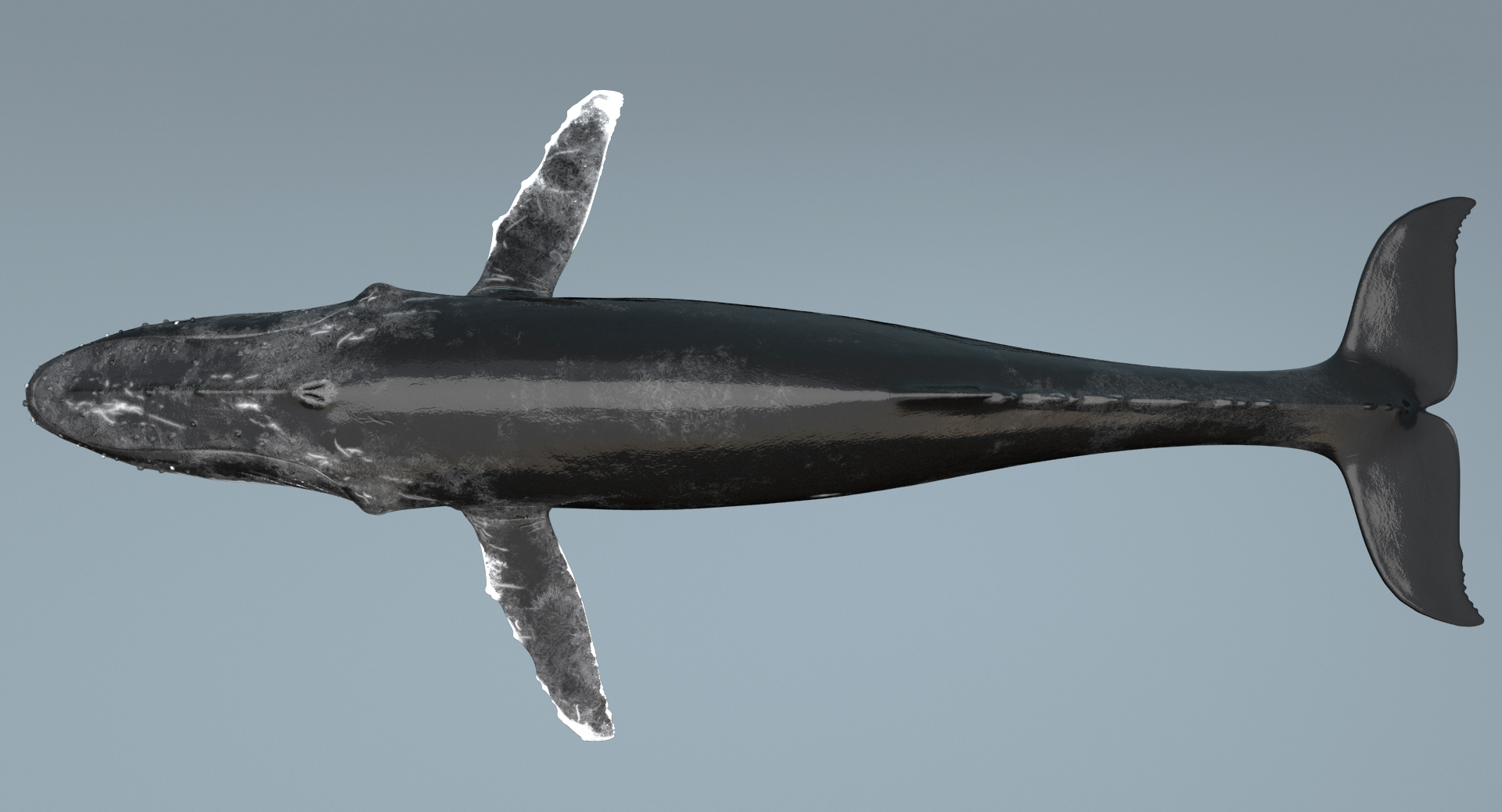 3D whale rigging animation - TurboSquid 1199838