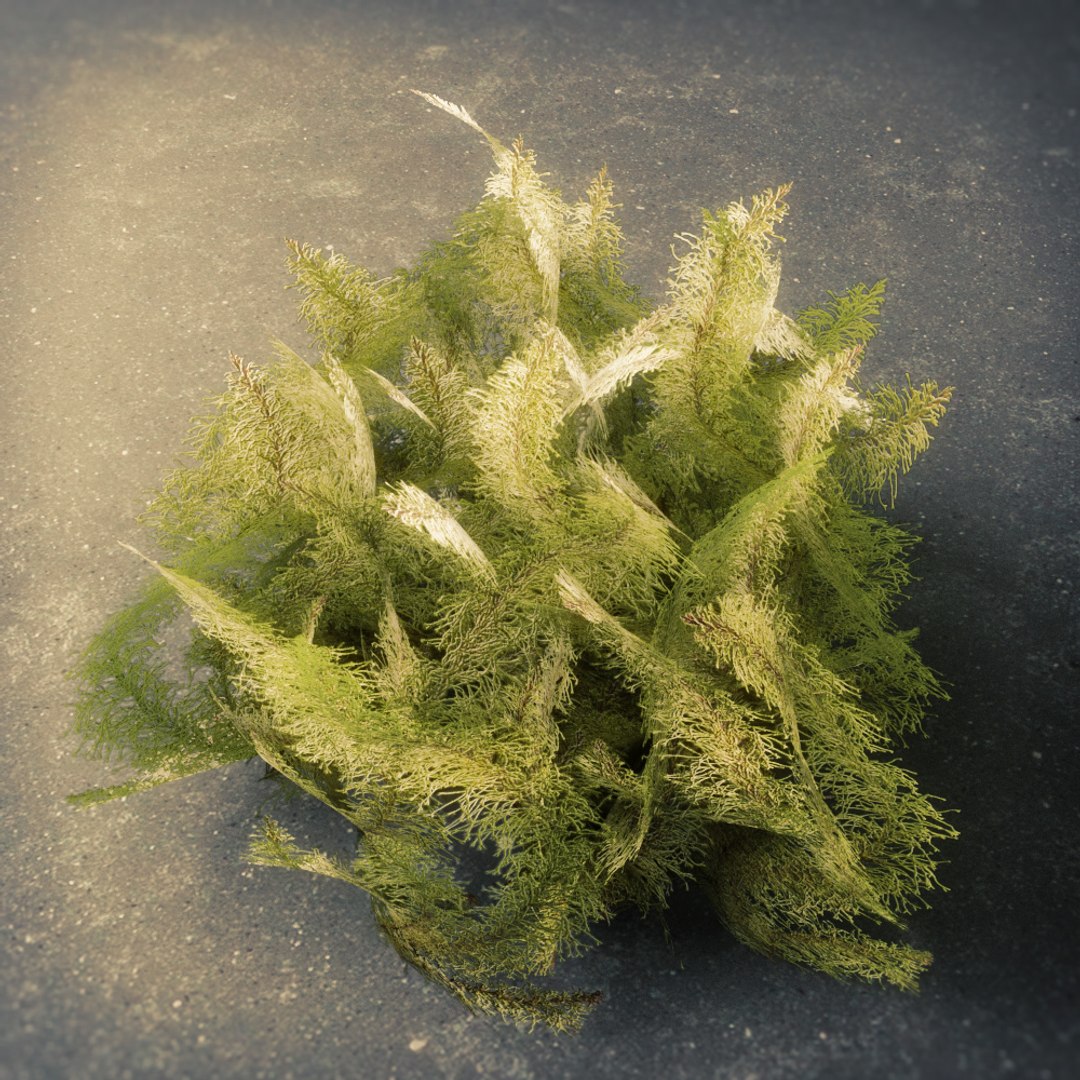 3D Moss 8 - TurboSquid 1535005