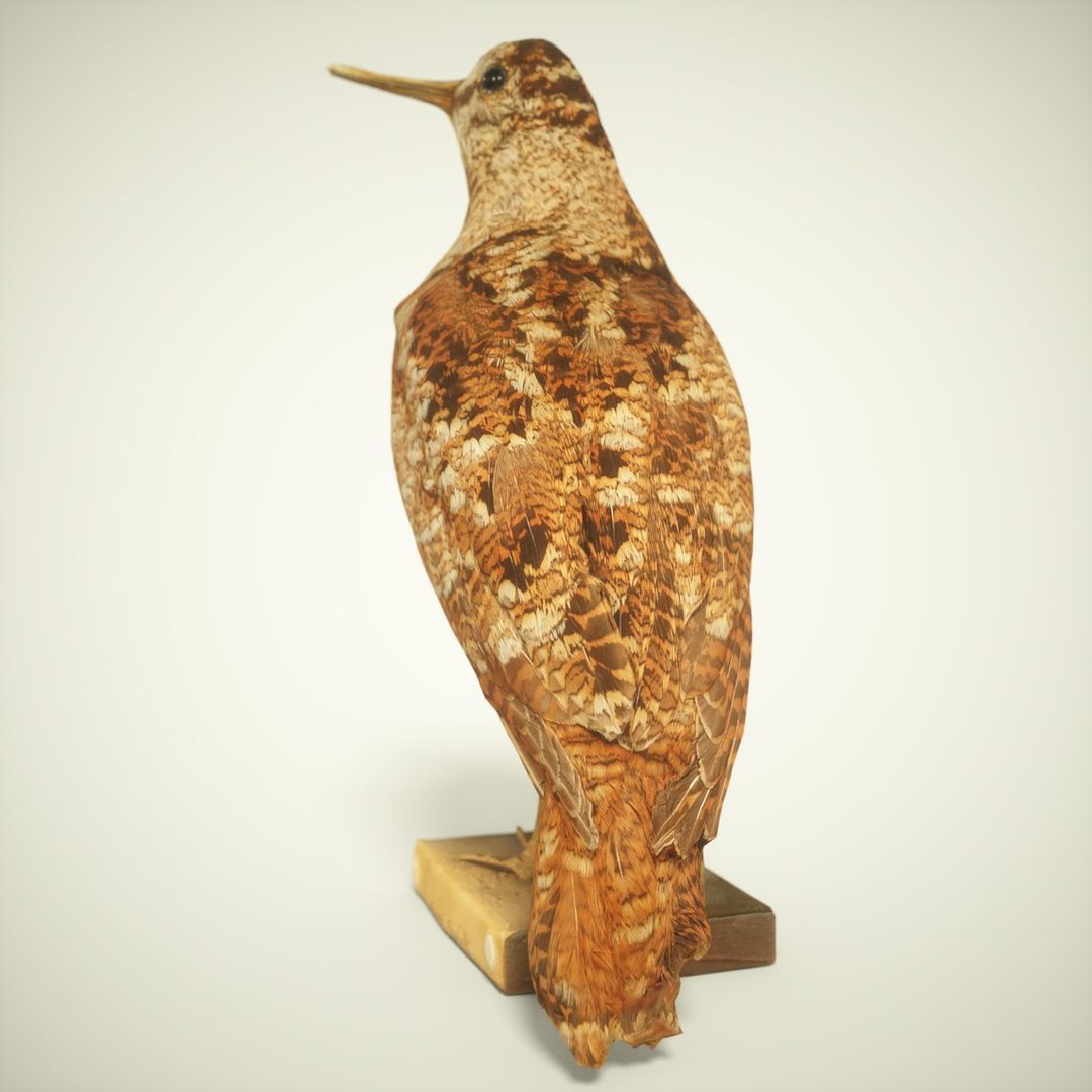 Animal Digital Photogrammetry 3D - TurboSquid 1162961