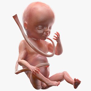 human embryo 20 weeks