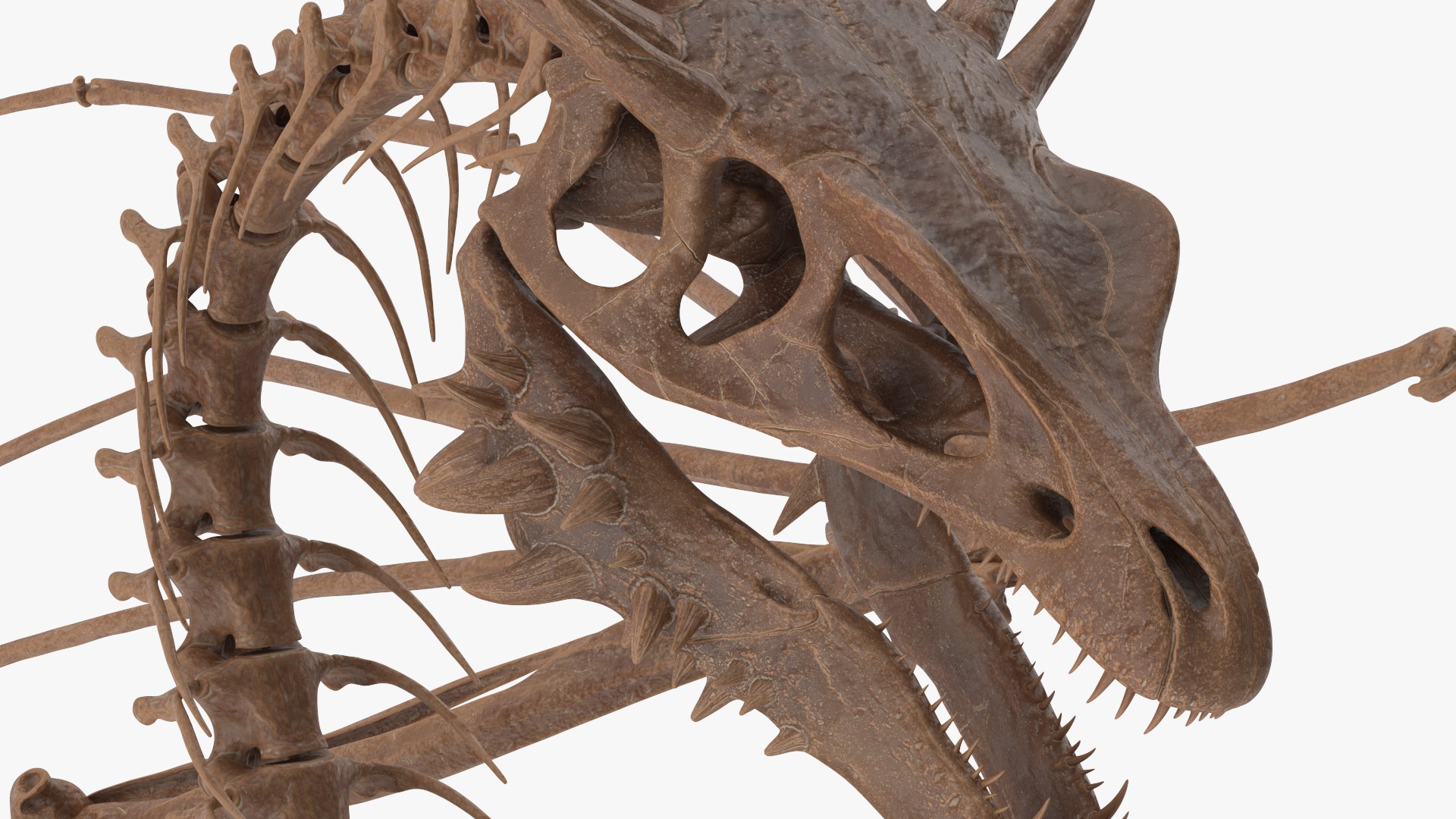 3D Model Petrified Dragon Skeleton Posed - TurboSquid 2368258