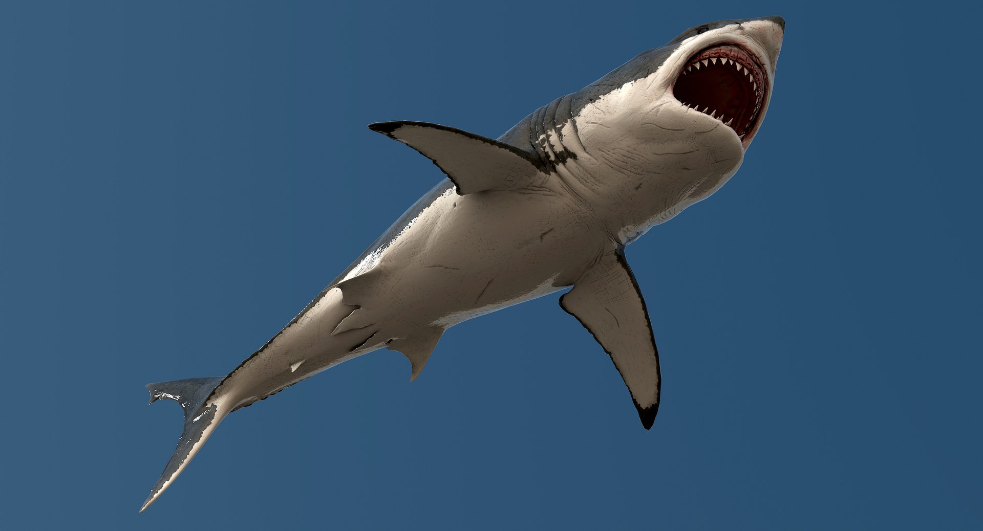 realistic great white shark 3d model