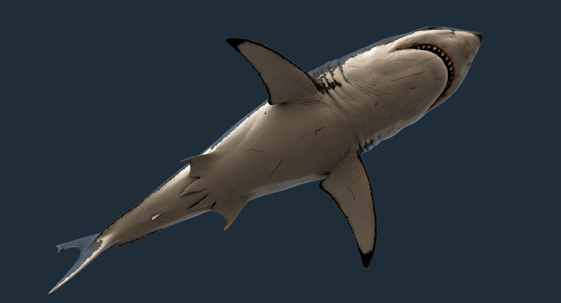 realistic great white shark 3d model