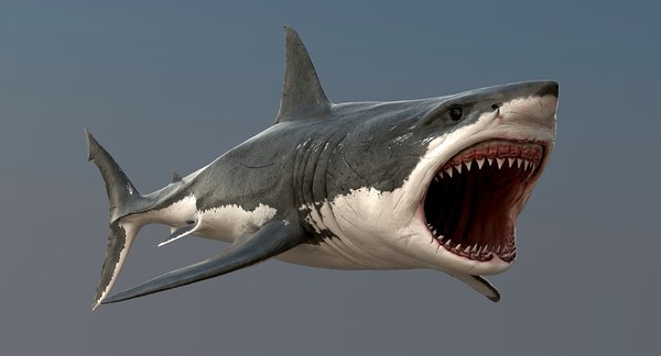 realistic great white shark 3d model
