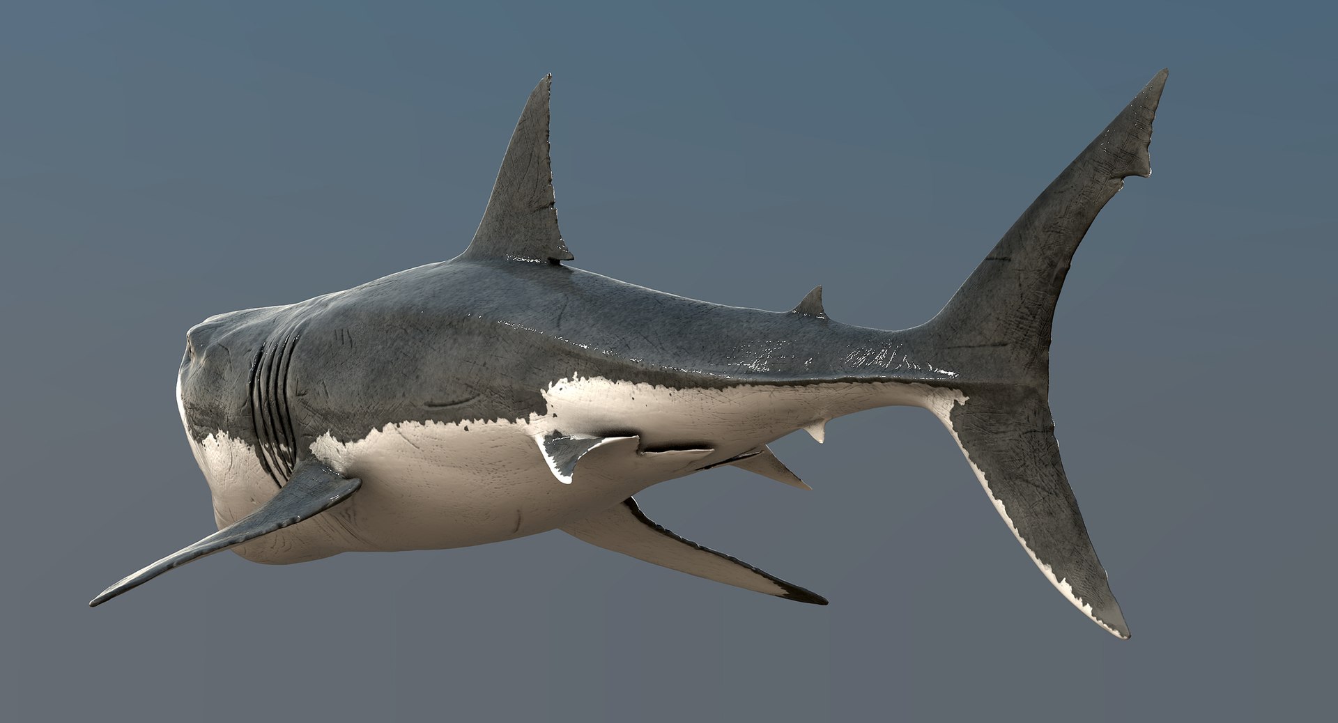 realistic great white shark 3d model