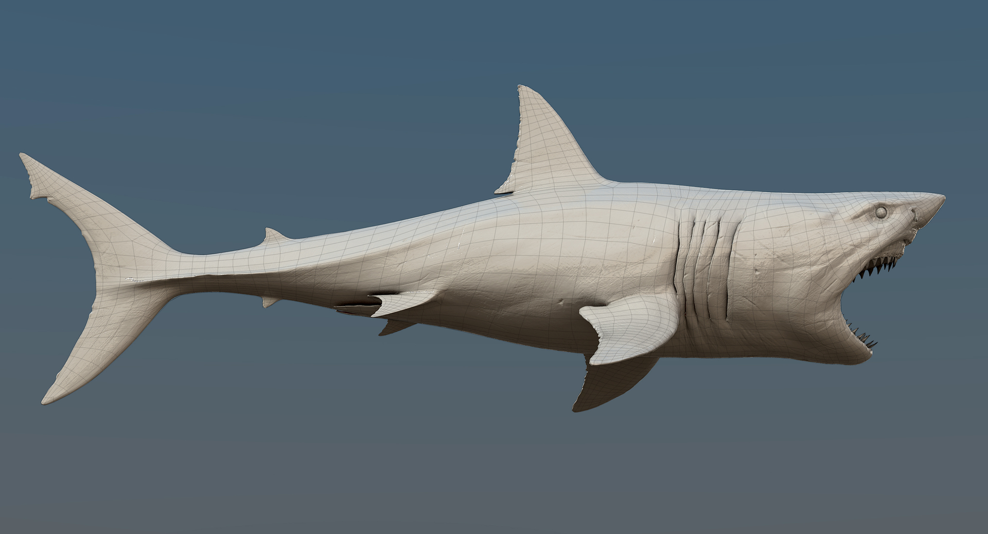 realistic great white shark 3d model