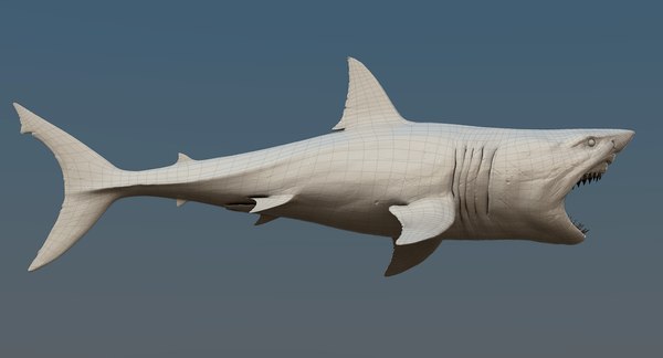 realistic great white shark 3d model