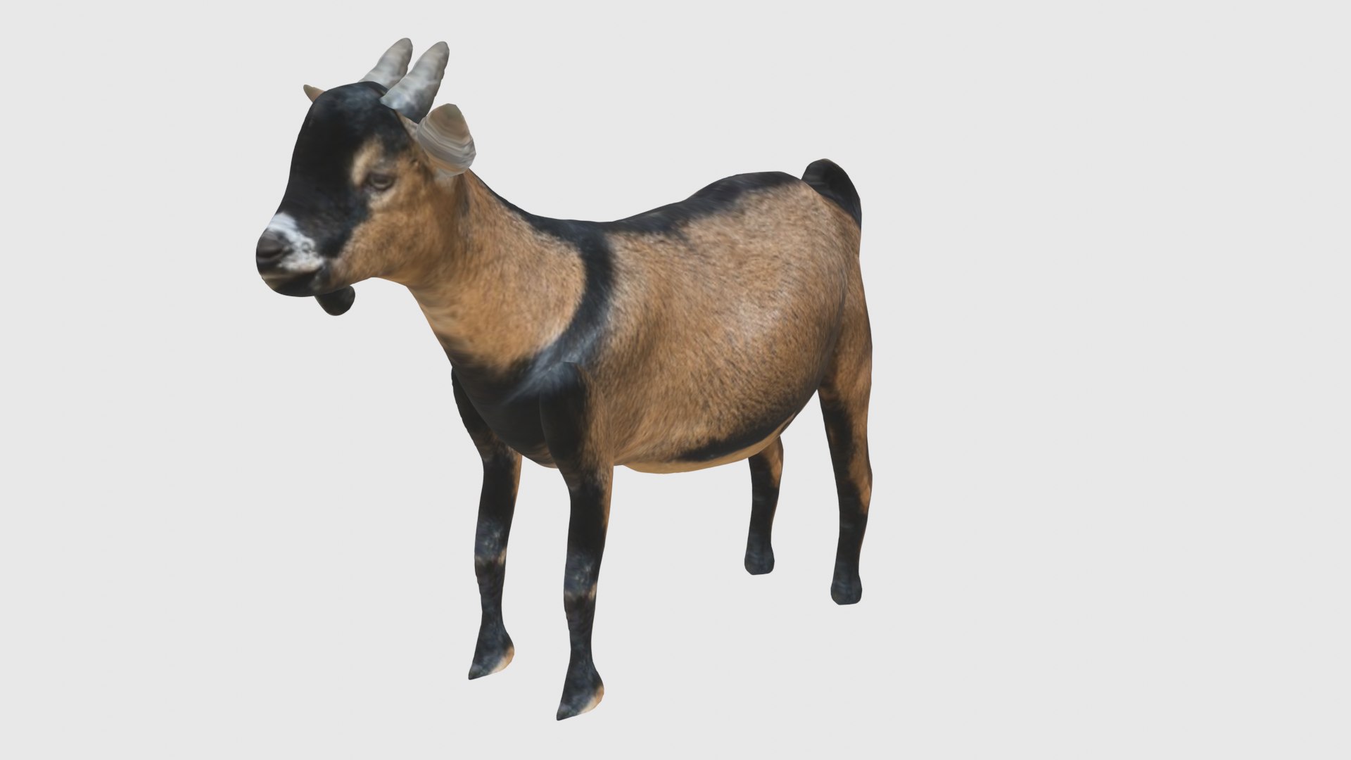 Low Poly Goat Rigged With Realistic Texture 3D - TurboSquid 1876127