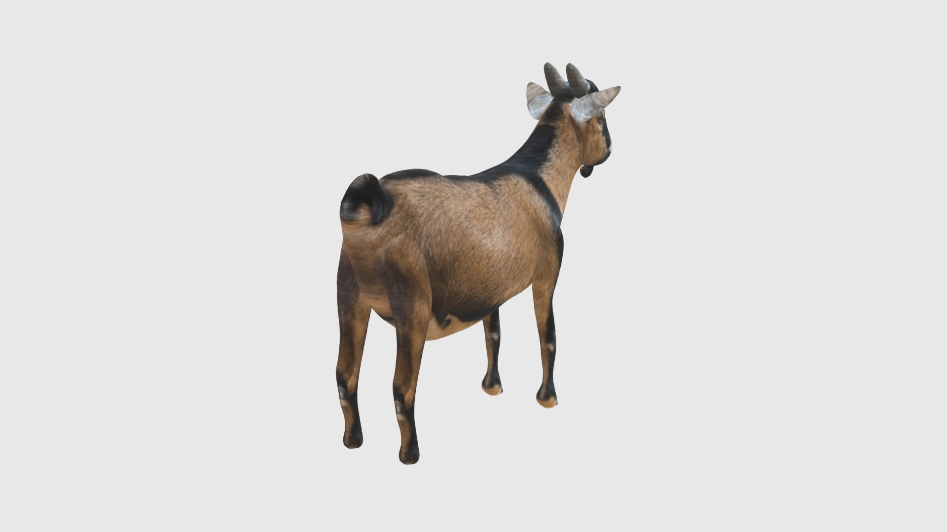 Low Poly Goat Rigged With Realistic Texture 3D - TurboSquid 1876127