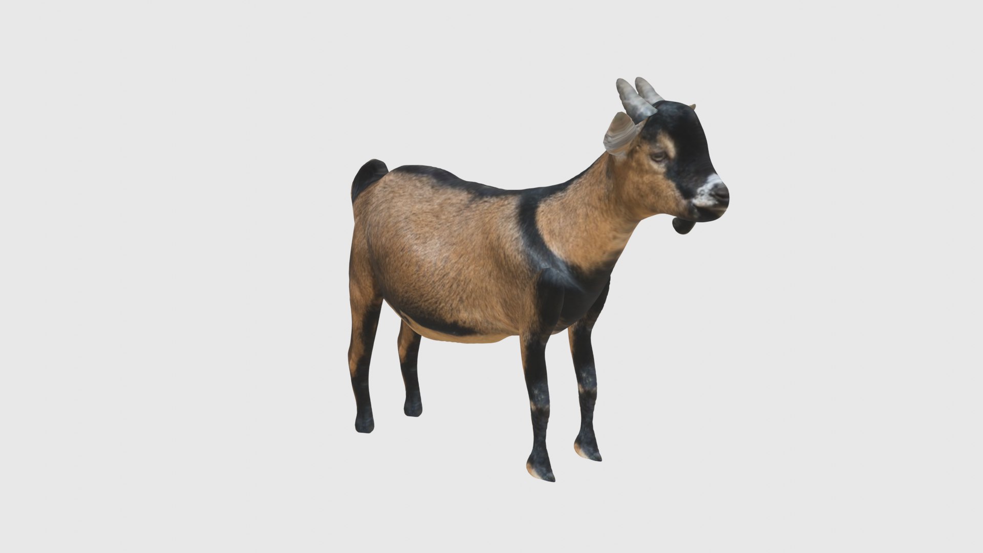 Low Poly Goat Rigged With Realistic Texture 3D - TurboSquid 1876127
