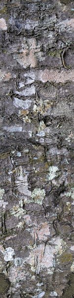 mangrove bushes 3d model