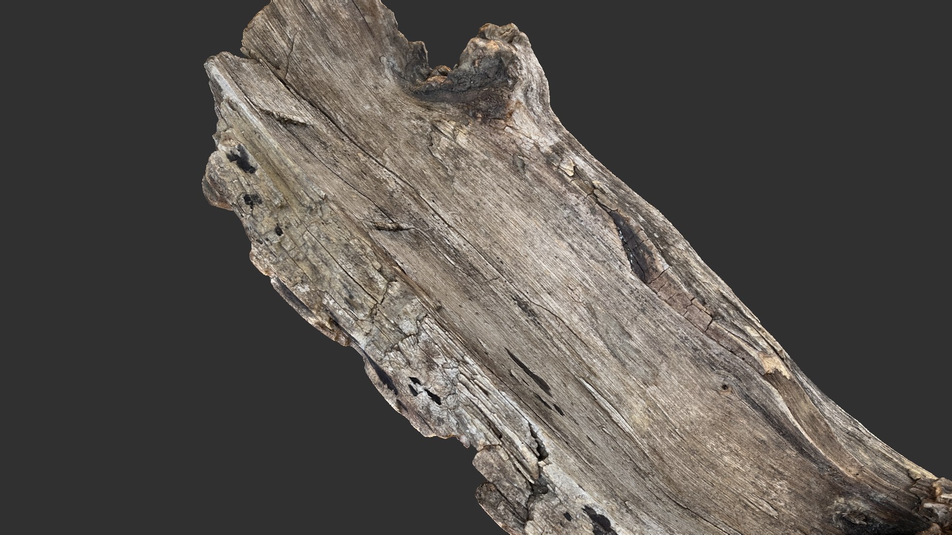 Tree Trunk 3d Scan 3D Model - TurboSquid 2148415