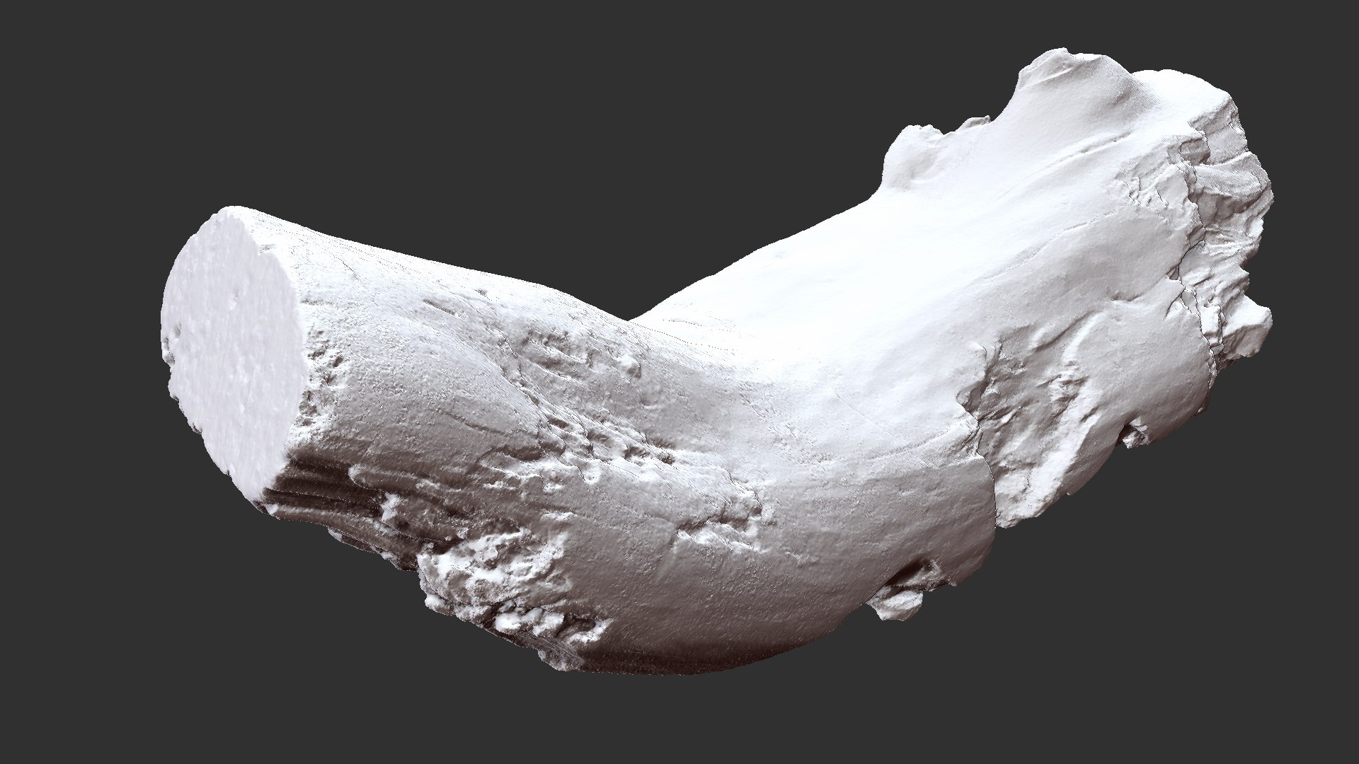 Tree Trunk 3d Scan 3D Model - TurboSquid 2148415