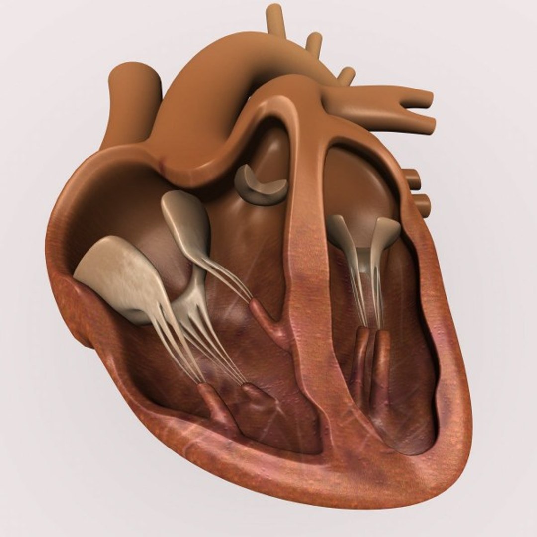 Dxf Heart Section