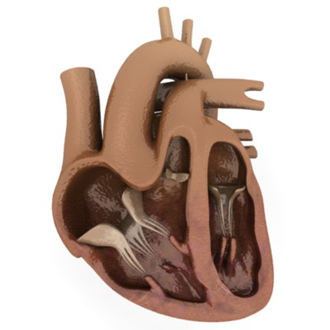 Dxf Heart Section
