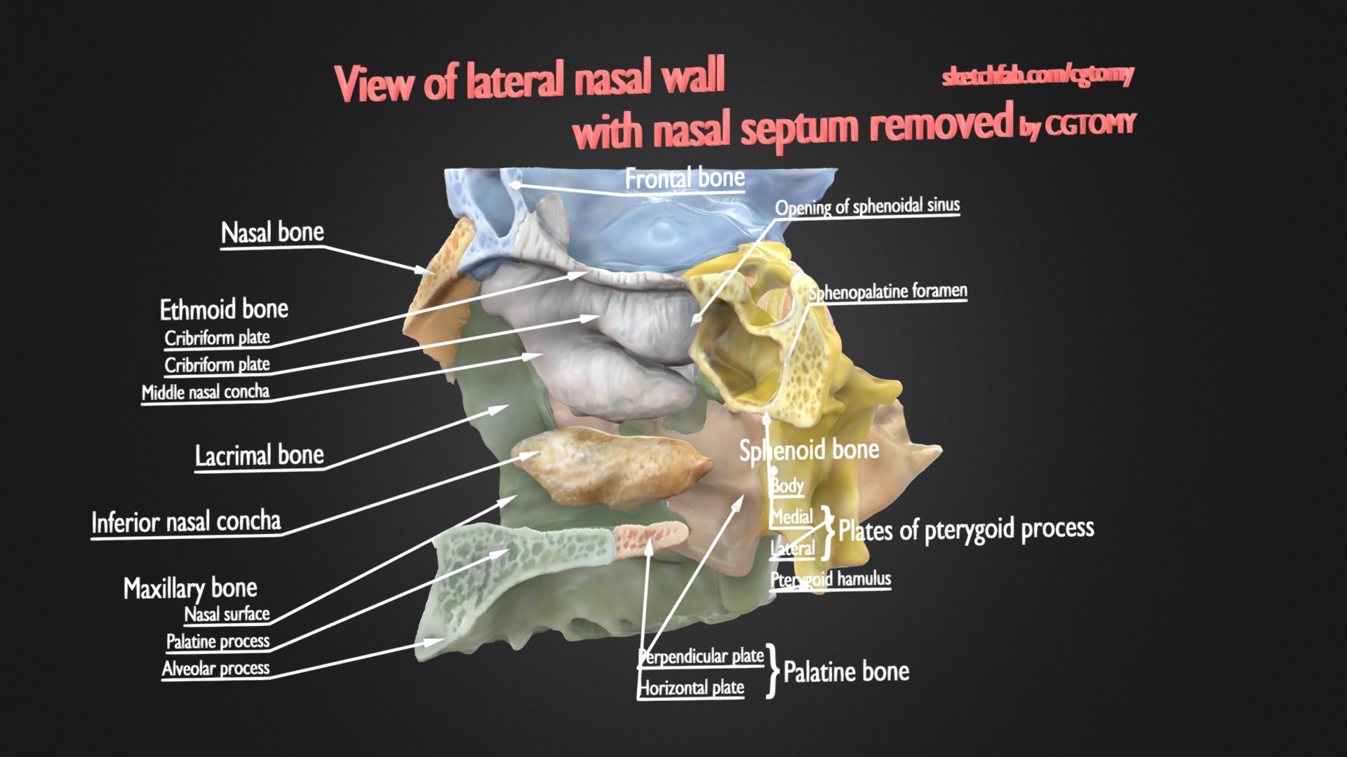 3D Lateral Nasal Wall With Nasal Septum Removed Model - TurboSquid 1952159