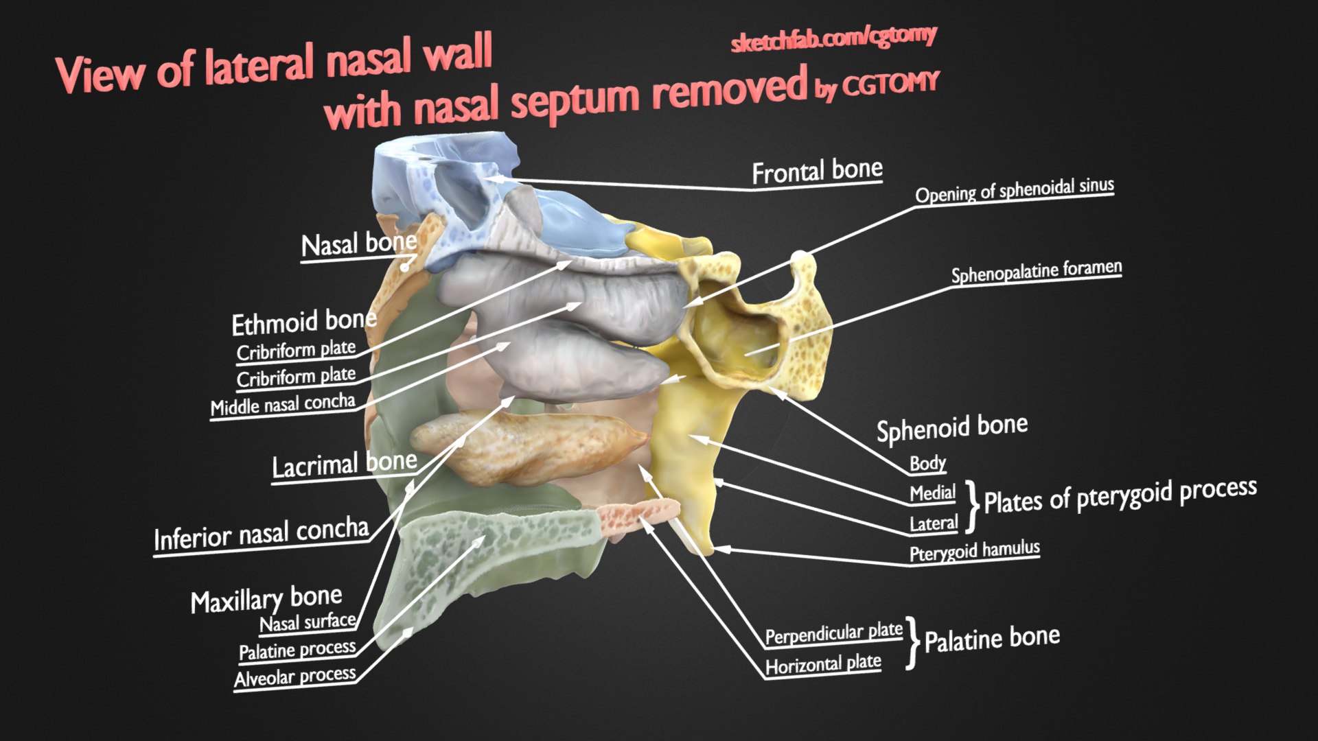 3D Lateral Nasal Wall With Nasal Septum Removed Model - TurboSquid 1952159