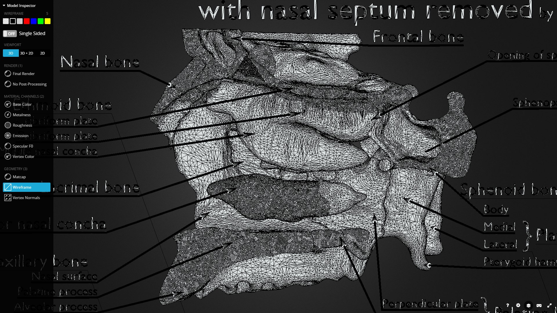 3D Lateral Nasal Wall With Nasal Septum Removed Model - TurboSquid 1952159