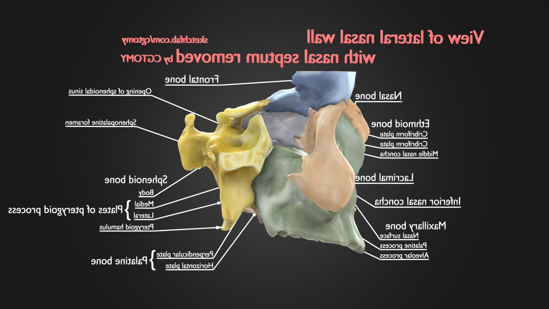 3D Lateral Nasal Wall With Nasal Septum Removed Model - TurboSquid 1952159