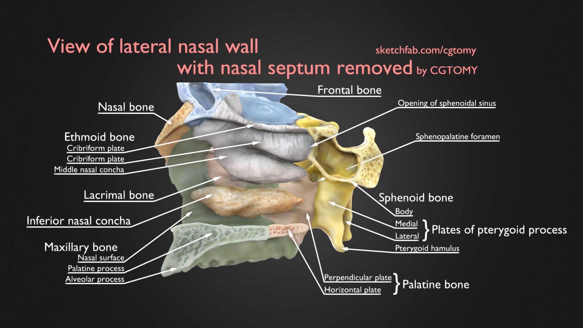 3D Lateral Nasal Wall With Nasal Septum Removed Model - TurboSquid 1952159